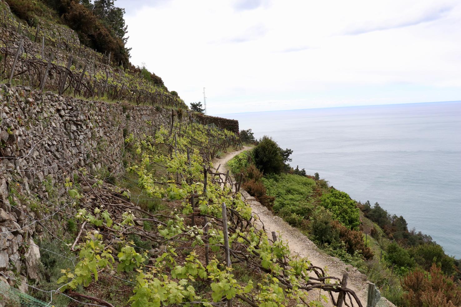 I vini della Liguria - Azione