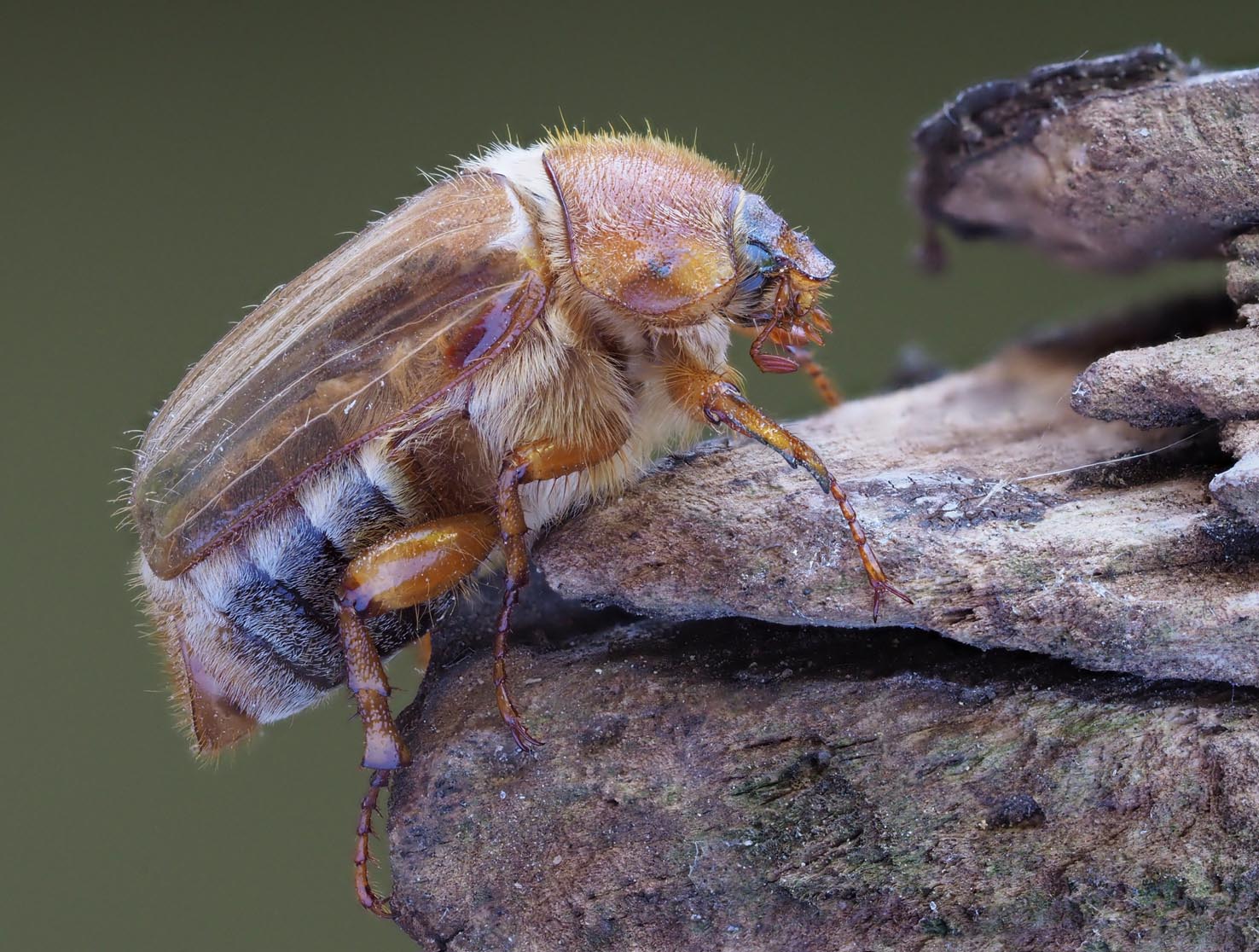 Quali e quanti maggiolini? - Azione