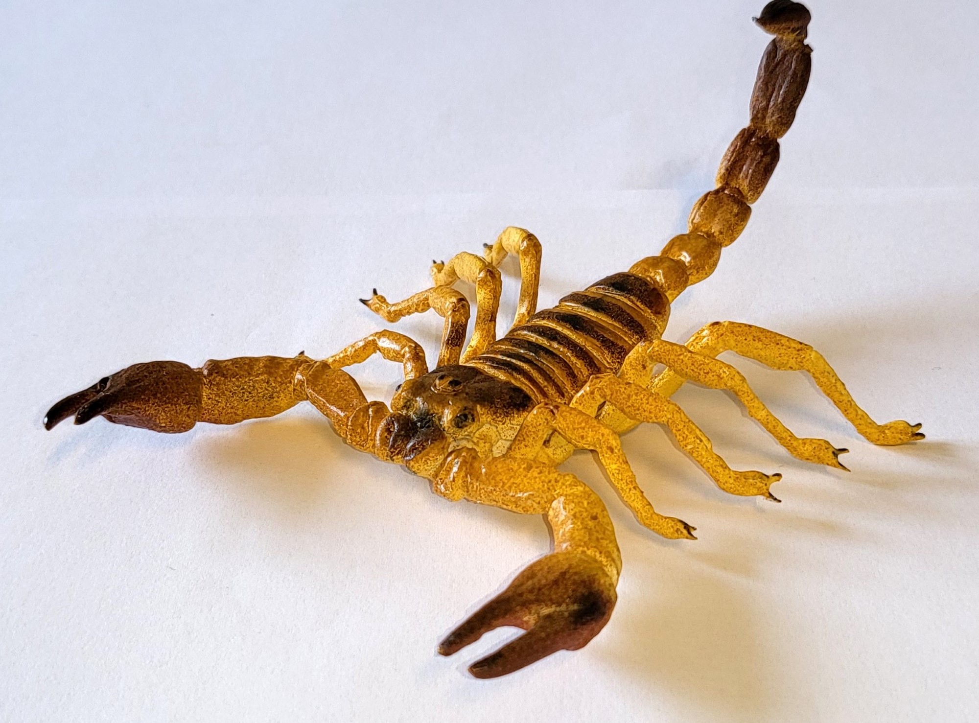 241 milioni di anni di scorpioni in Svizzera - Azione